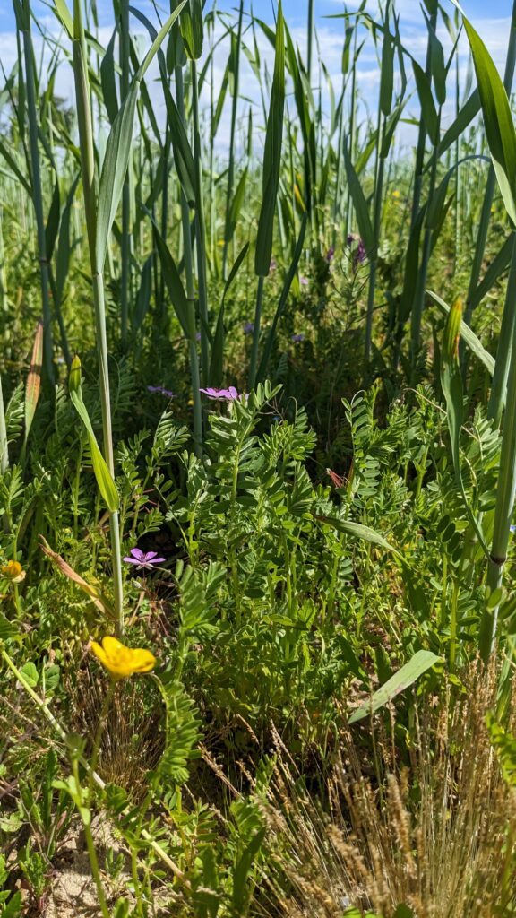 Nos projets de recherche : IntercropVALUES | FNCuma